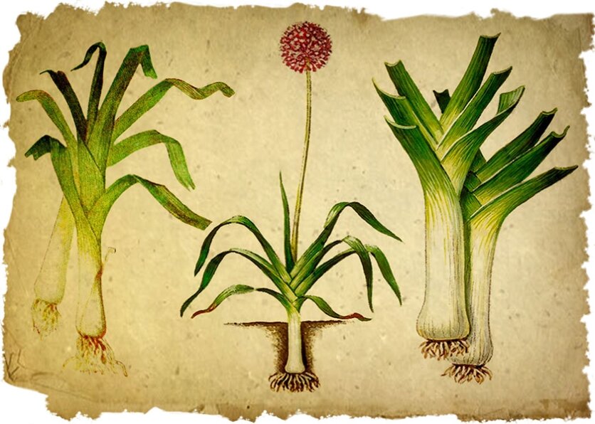 Il porro e la ricetta della nonna. - CaffèBook