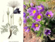 La pulsatilla, fiore di Pasqua - CaffèBook