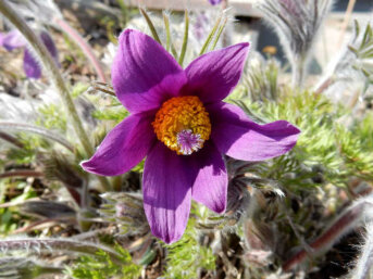 La pulsatilla, fiore di Pasqua - CaffèBook