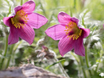 La pulsatilla, fiore di Pasqua - CaffèBook